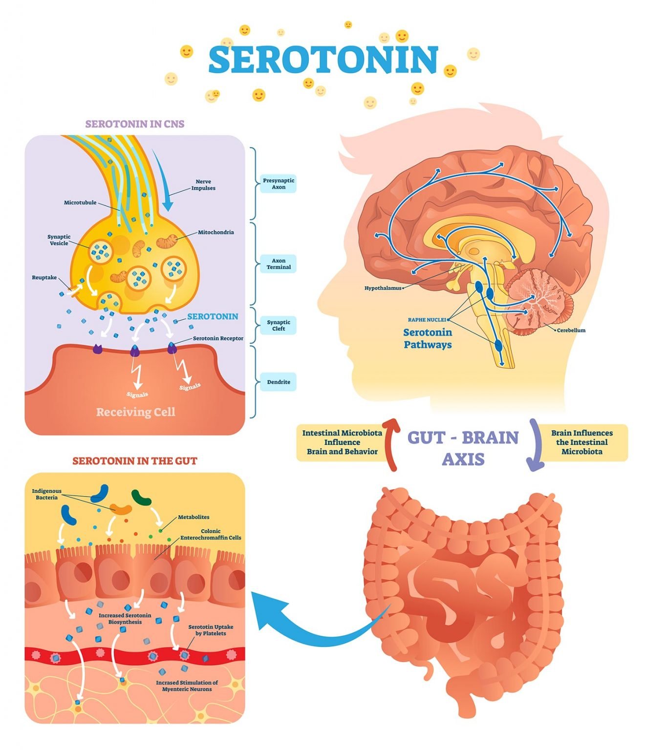 Serotonin vs. Dopamine: What Are the Differences? Serotonin vs. Dopamine: What Are the Differences?